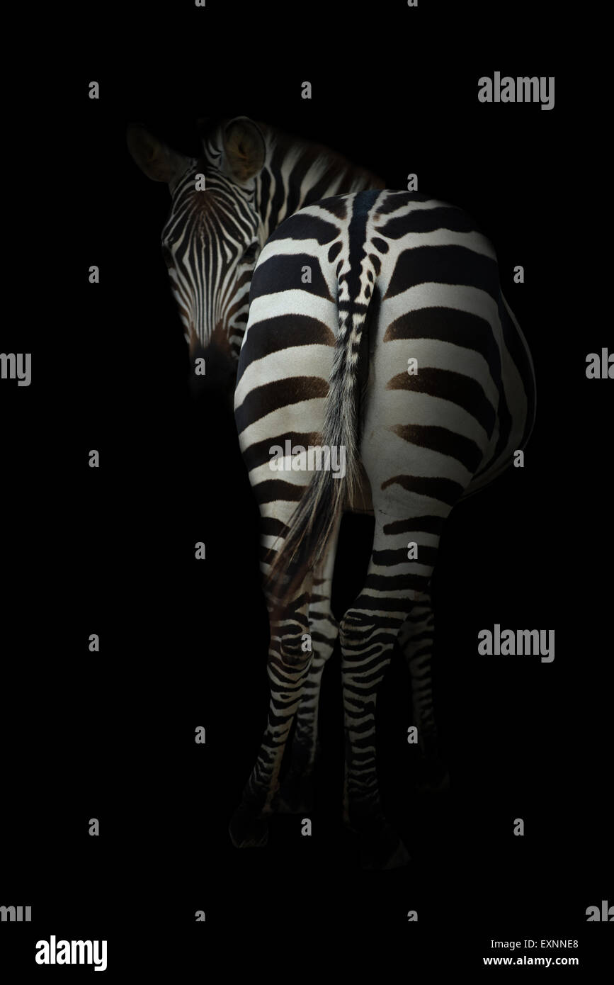 zebra in the dark night Stock Photo - Alamy