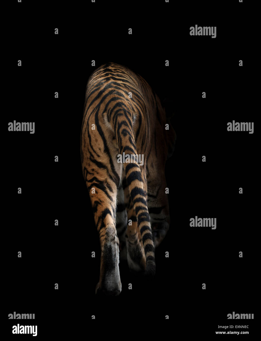 Tiger full body hi-res stock photography and images - Alamy