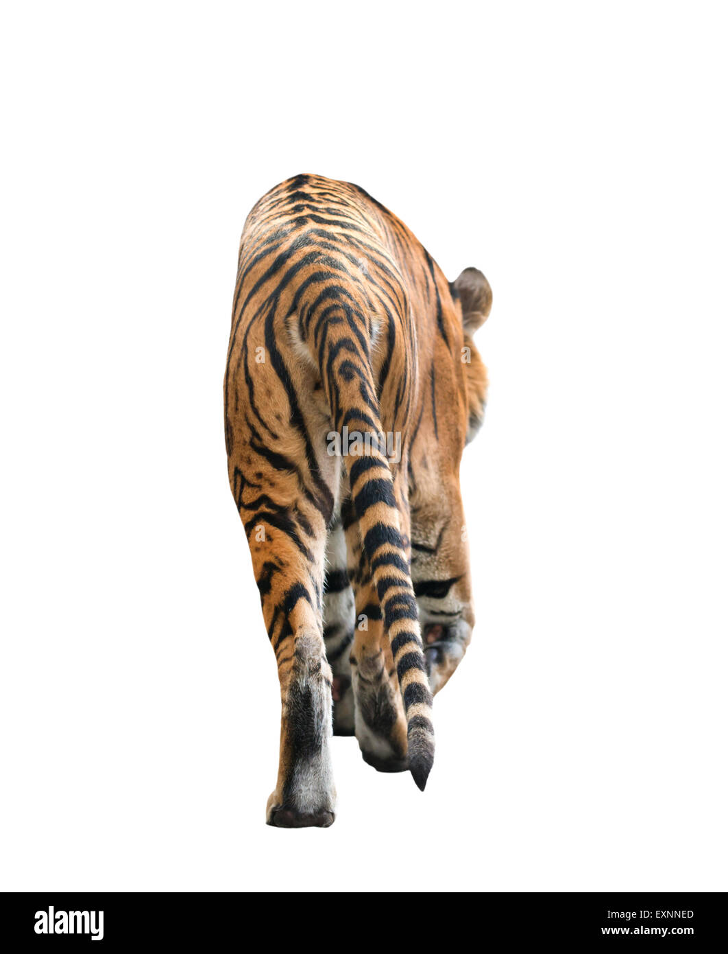 Tiger tail hi-res stock photography and images - Alamy