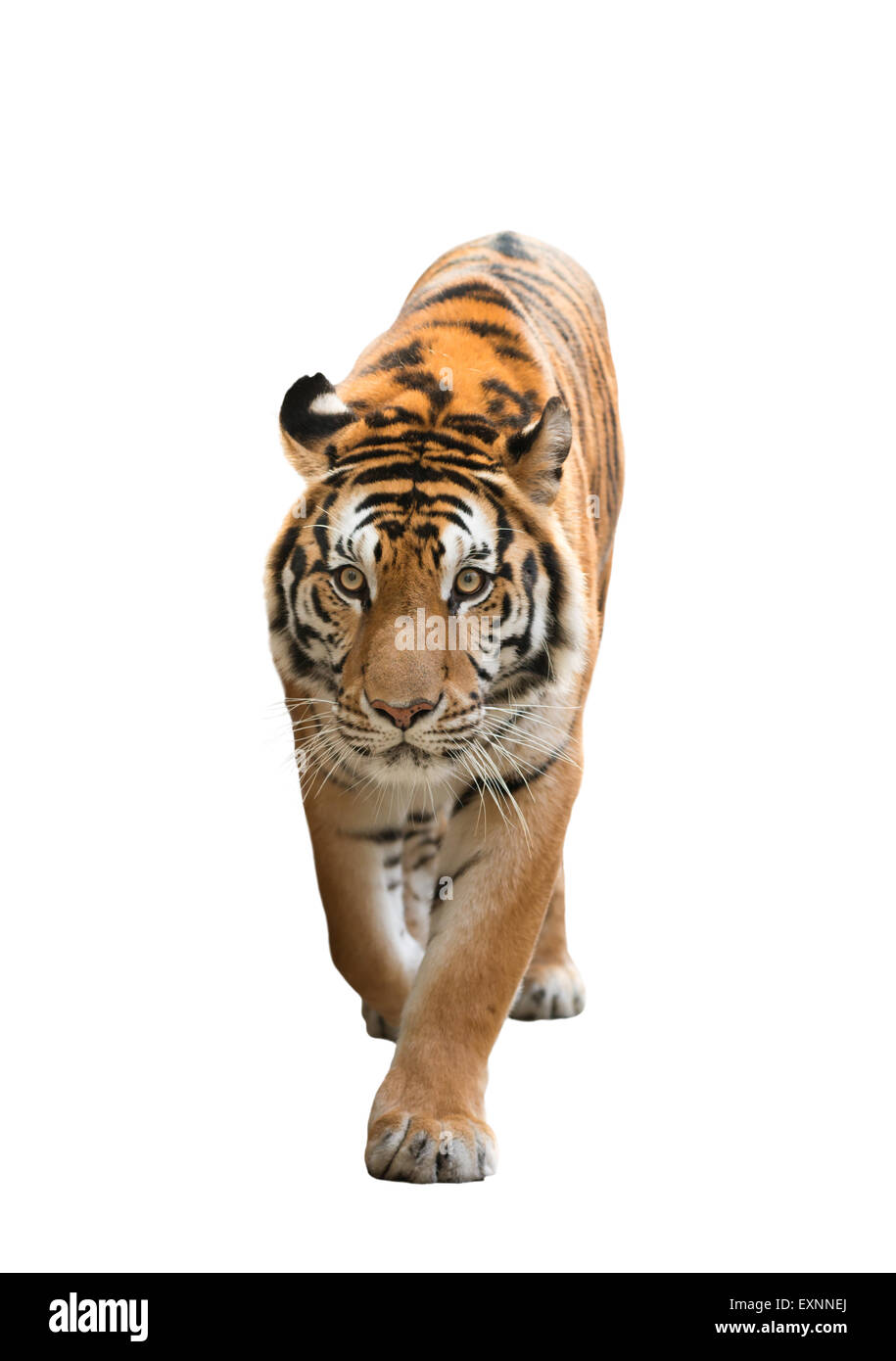 male bengal tiger isolated on white background Stock Photo - Alamy