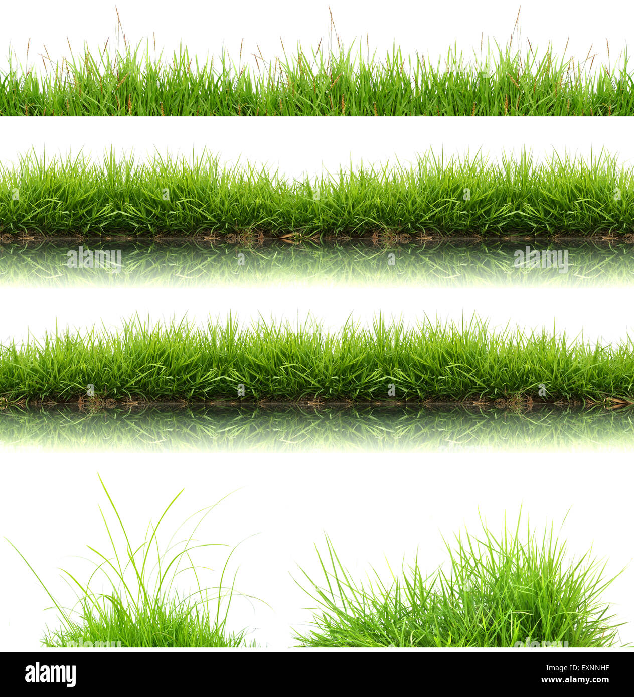 fresh spring green grass isolated on white background Stock Photo - Alamy