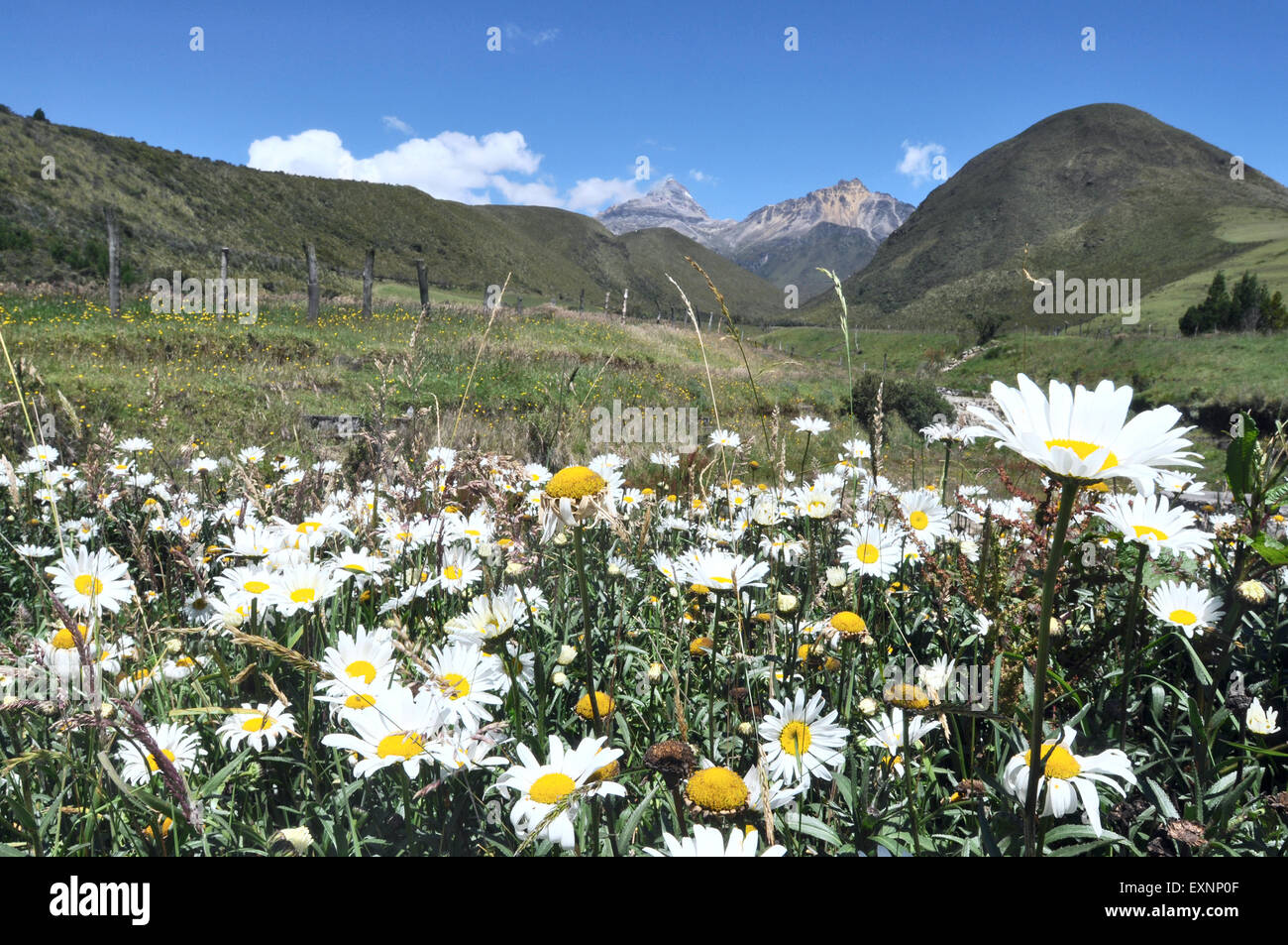 Ilinizas Nature Reserve. Ecuador Stock Photo - Alamy