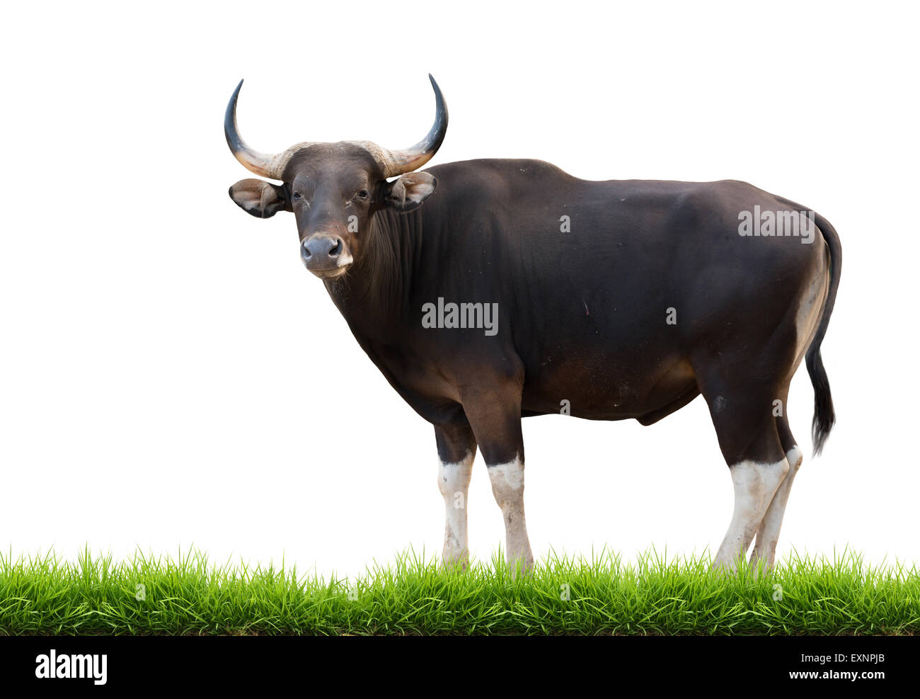 male banteng with green grass isolated on white background Stock Photo ...