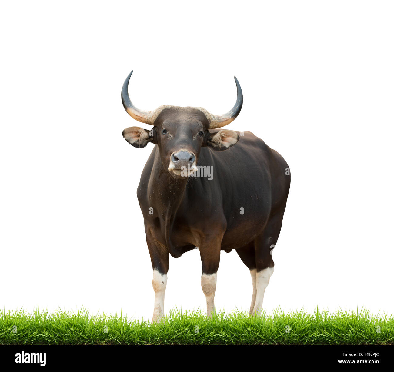 male banteng with green grass isolated on white background Stock Photo ...