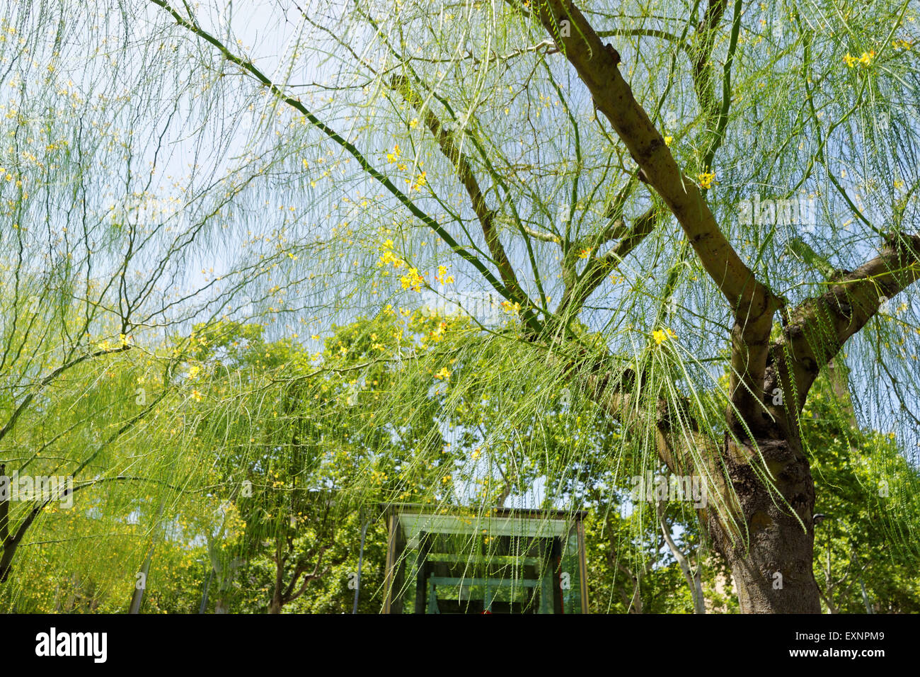 Laburnum tree hi-res stock photography and images - Alamy