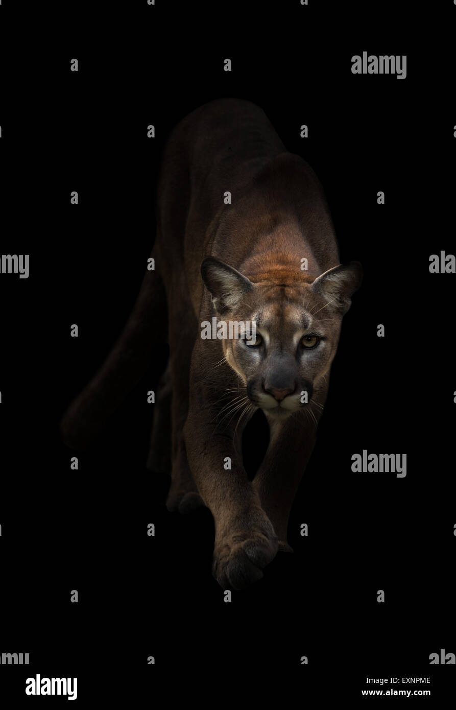 Puma is on the prowl in the dark Stock Photo - Alamy