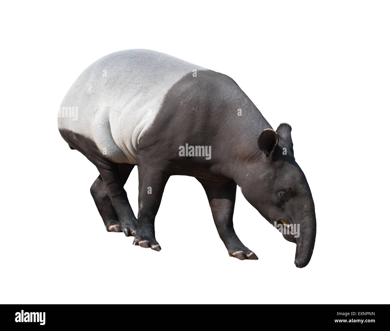 Malayan tapir or Asian tapir isolated on white background Stock Photo ...