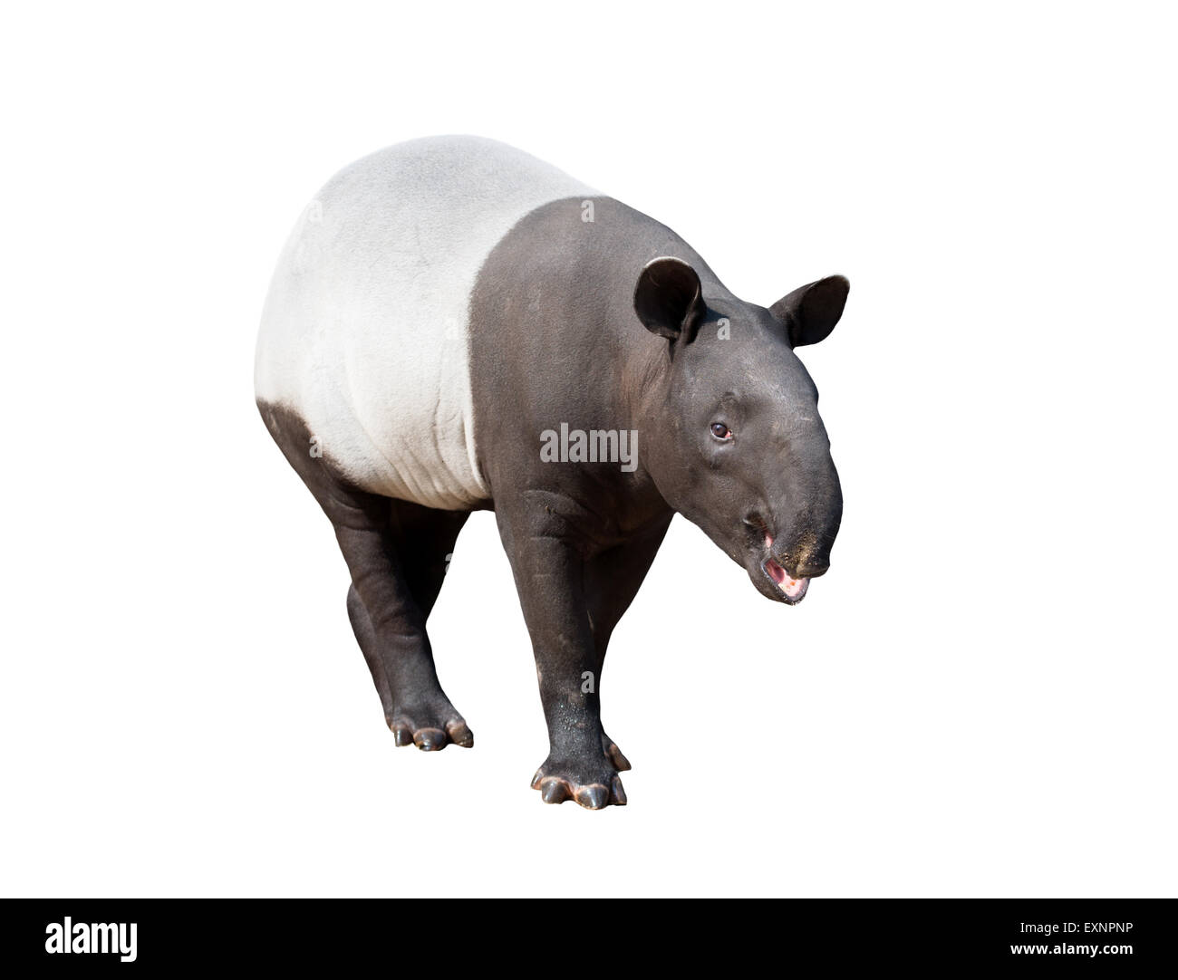 The malayan tapir hi-res stock photography and images - Alamy