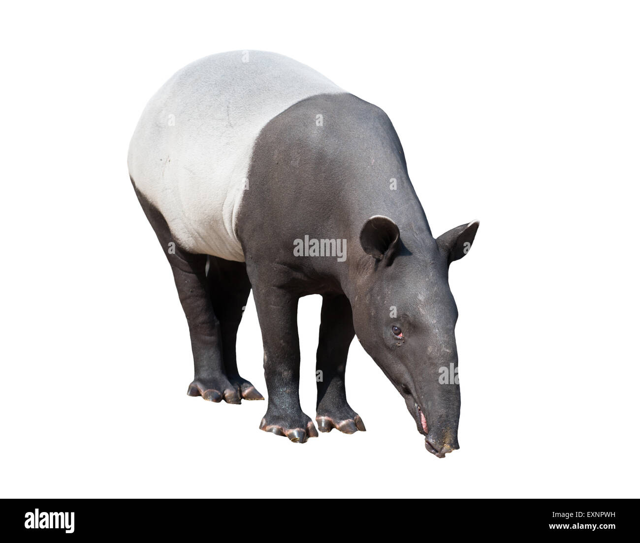 Tapir hi-res stock photography and images - Alamy