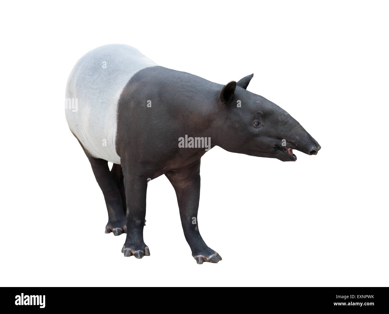 The malayan tapir hi-res stock photography and images - Alamy