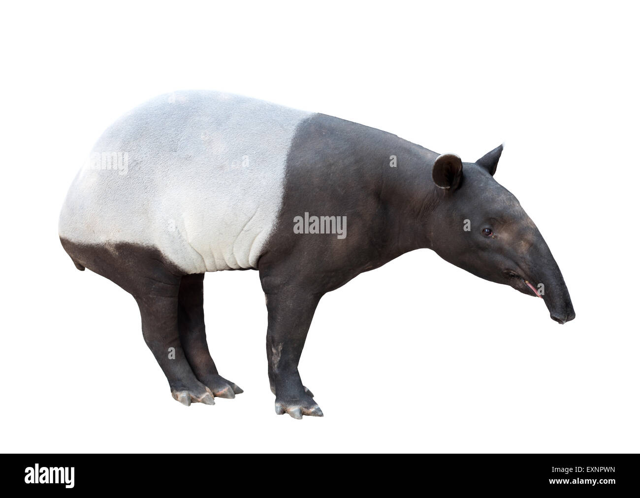 The malayan tapir Cut Out Stock Images & Pictures - Alamy
