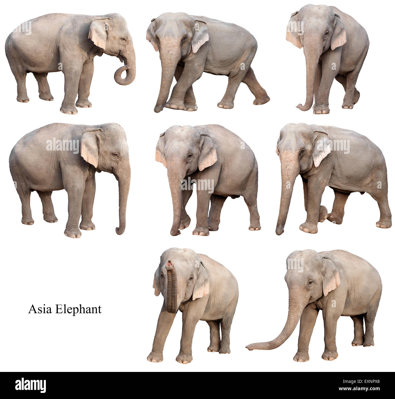 female asia elephant isolated on white background collection Stock ...