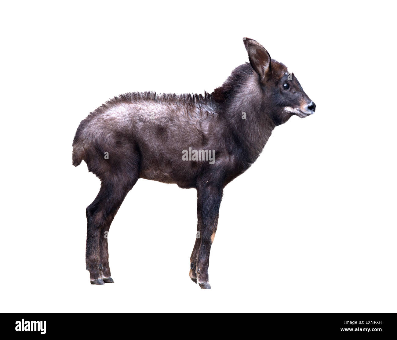 young serow isolated on white background Stock Photo - Alamy