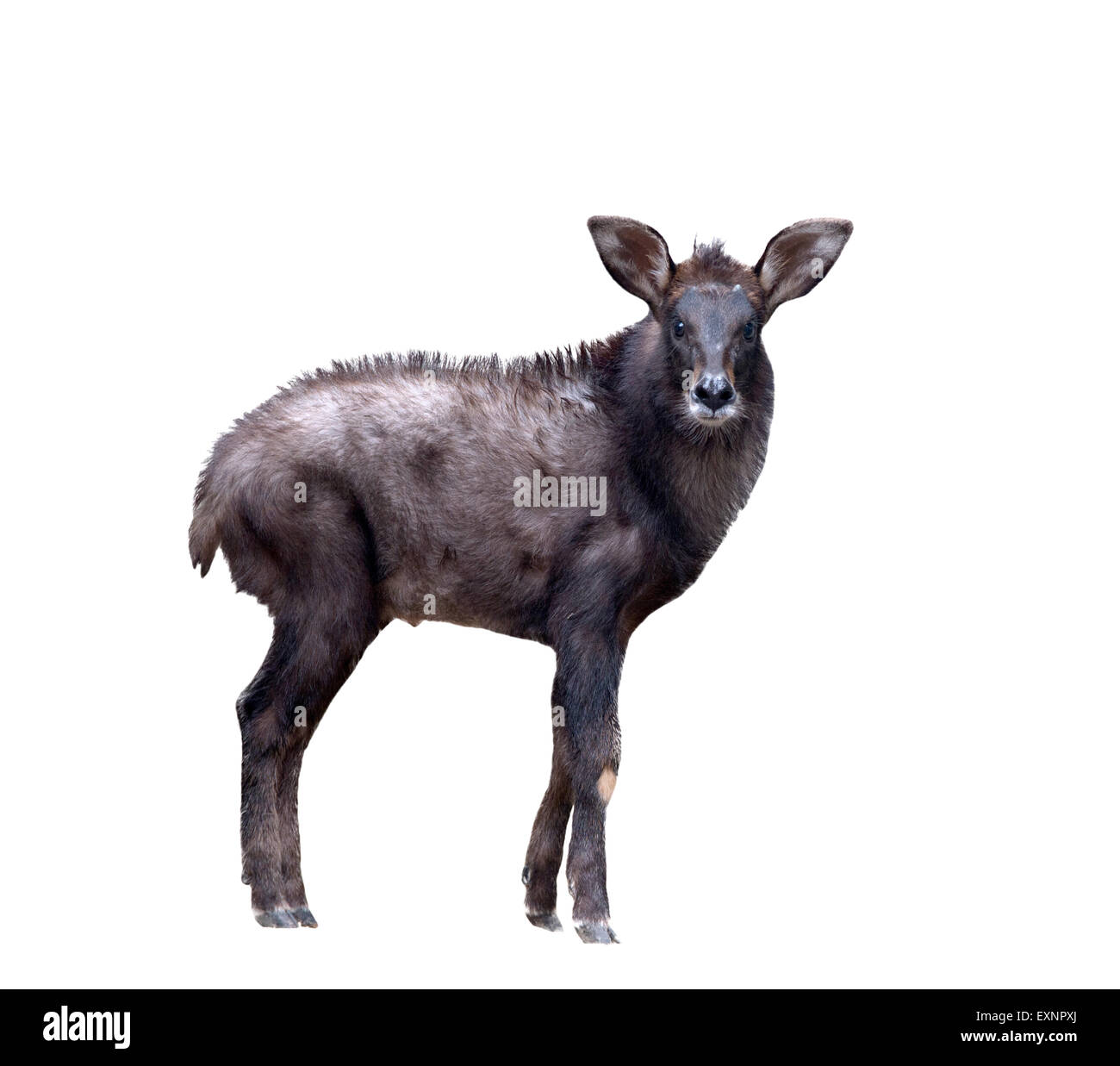 young serow isolated on white background Stock Photo - Alamy
