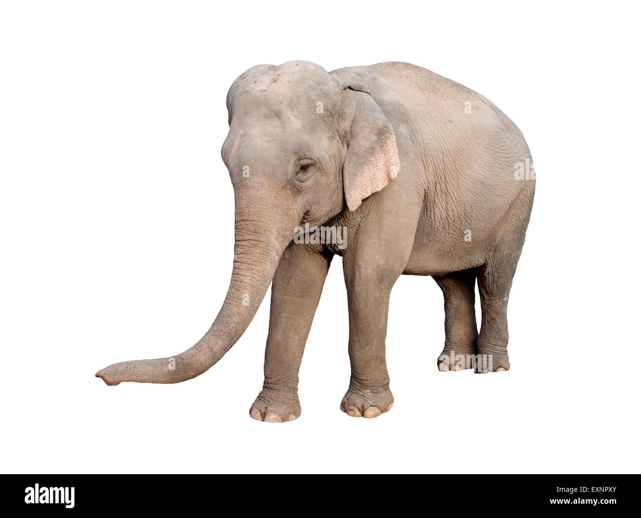 female asia elephant isolated on white background Stock Photo - Alamy