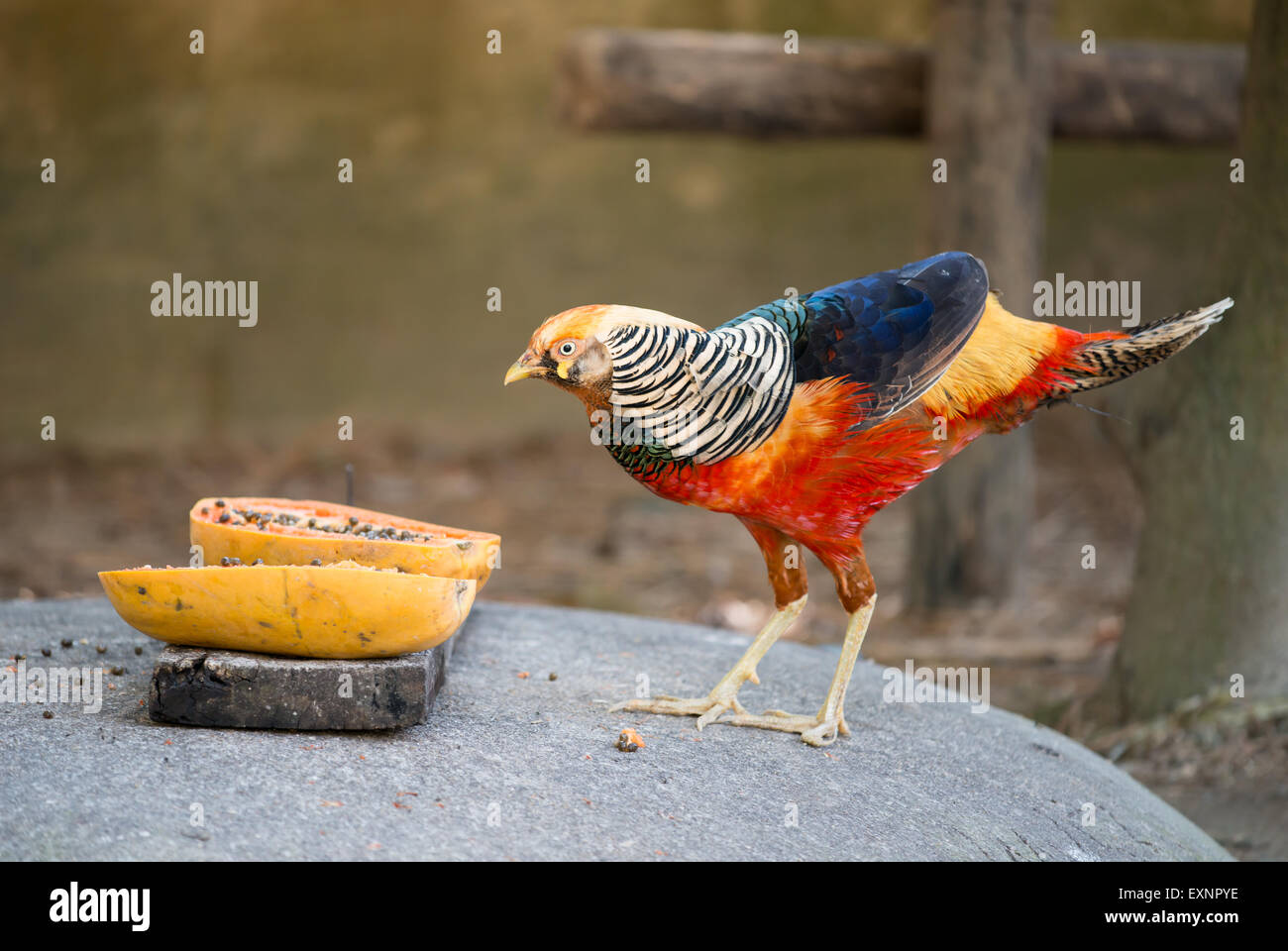 beautiful golden pheasant in zoo Stock Photo - Alamy