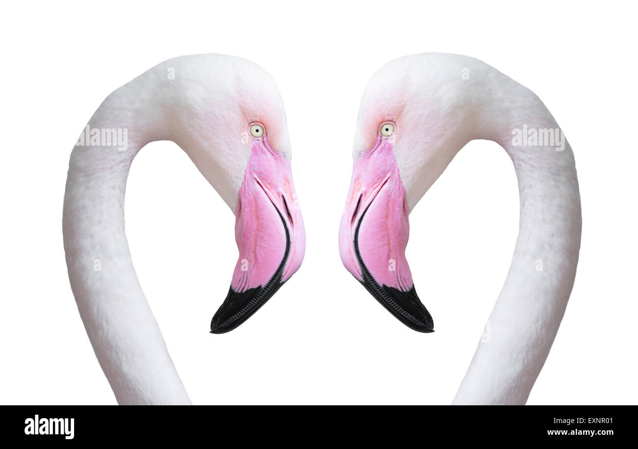 two flamingo head isolated on white background Stock Photo - Alamy