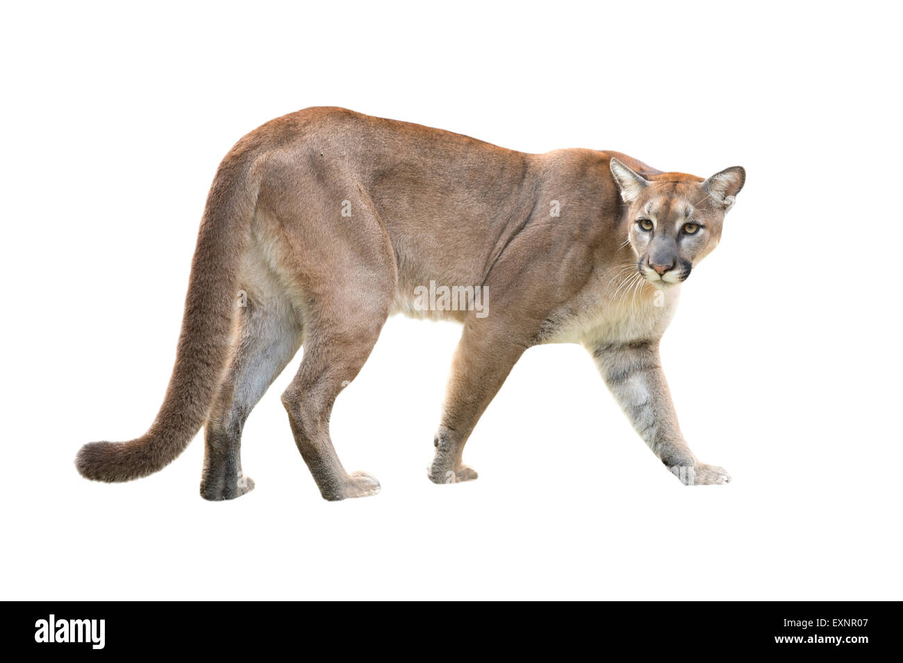 puma or cougar isolated on white background Stock Photo - Alamy