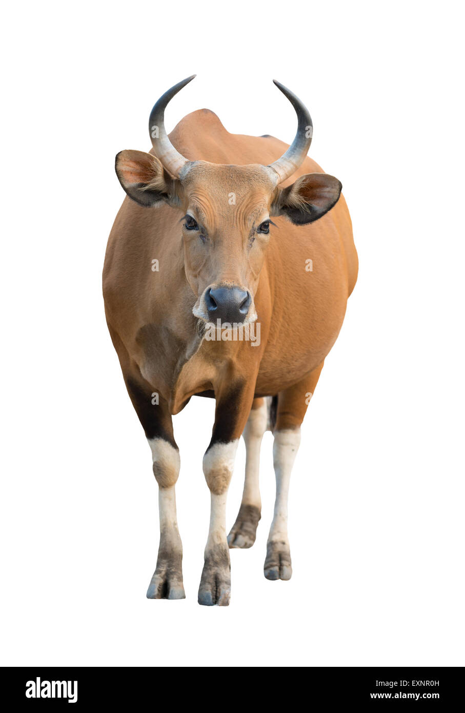 Female banteng isolated (ox) hi-res stock photography and images - Alamy