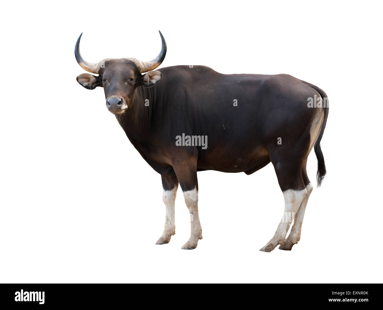 Banteng bos javanicus male on hi-res stock photography and images - Alamy