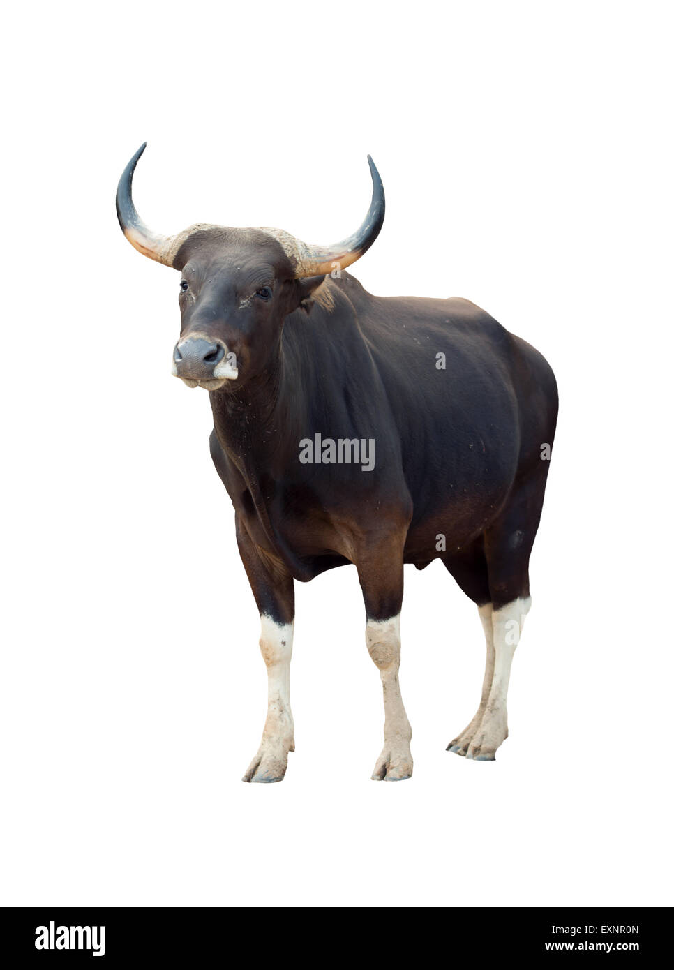 Banteng bos javanicus male on hi-res stock photography and images - Alamy