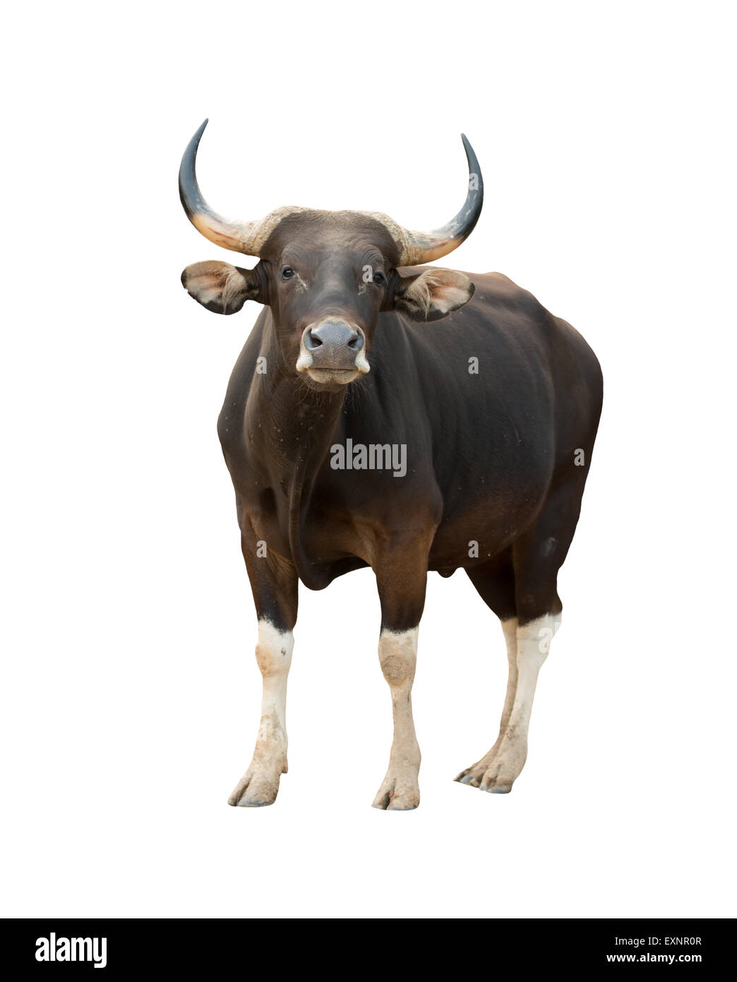 male banteng isolated on white background Stock Photo - Alamy