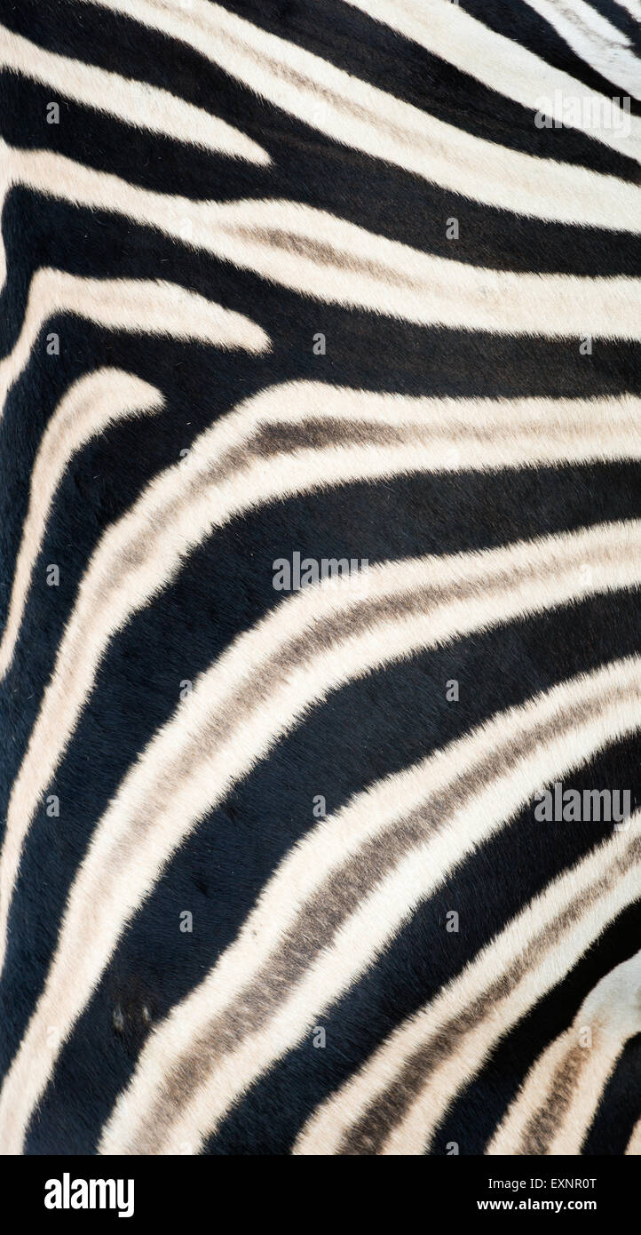 background textured of zebra skin Stock Photo - Alamy