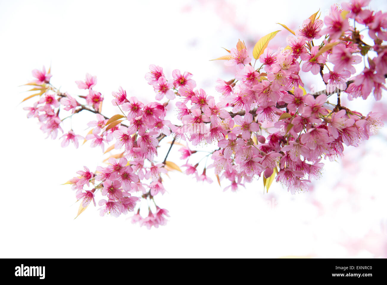 beautiful wild himalayan cherry flower ( Prunus cerasoides Stock Photo ...
