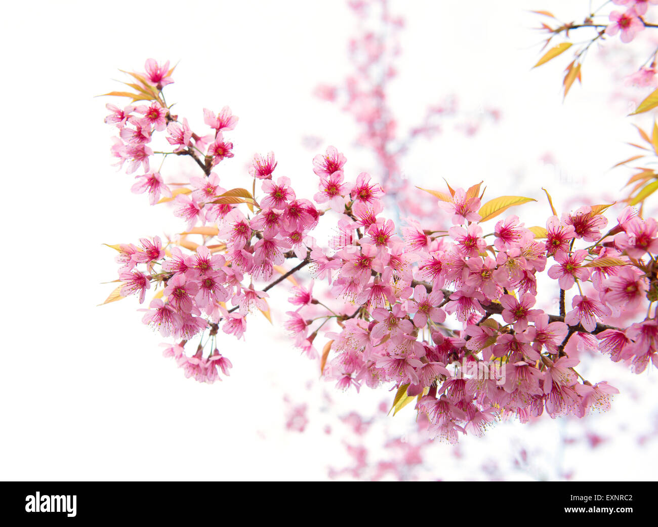 beautiful wild himalayan cherry flower ( Prunus cerasoides Stock Photo ...