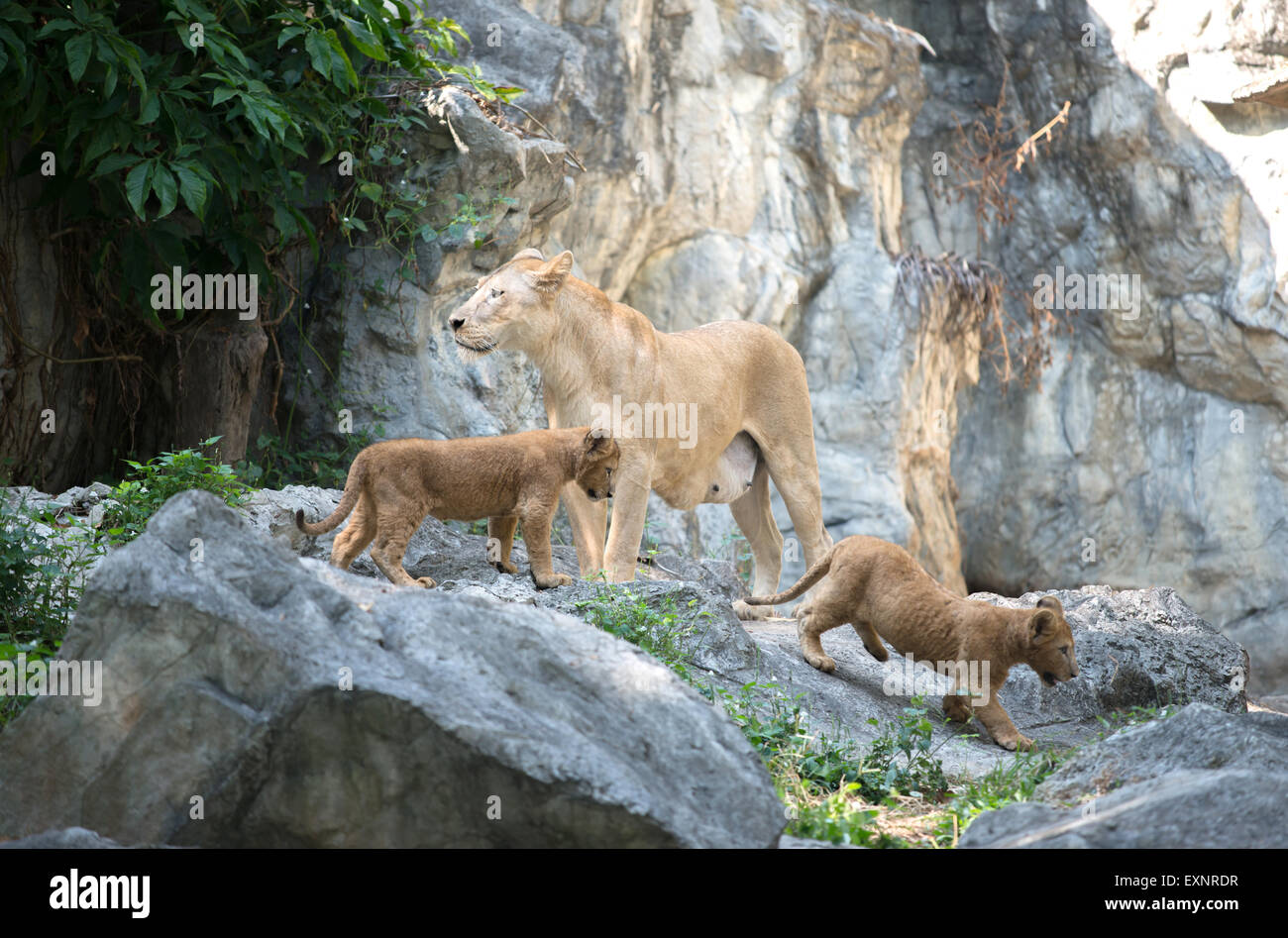 female lion standing with baby in the zoo Stock Photo - Alamy