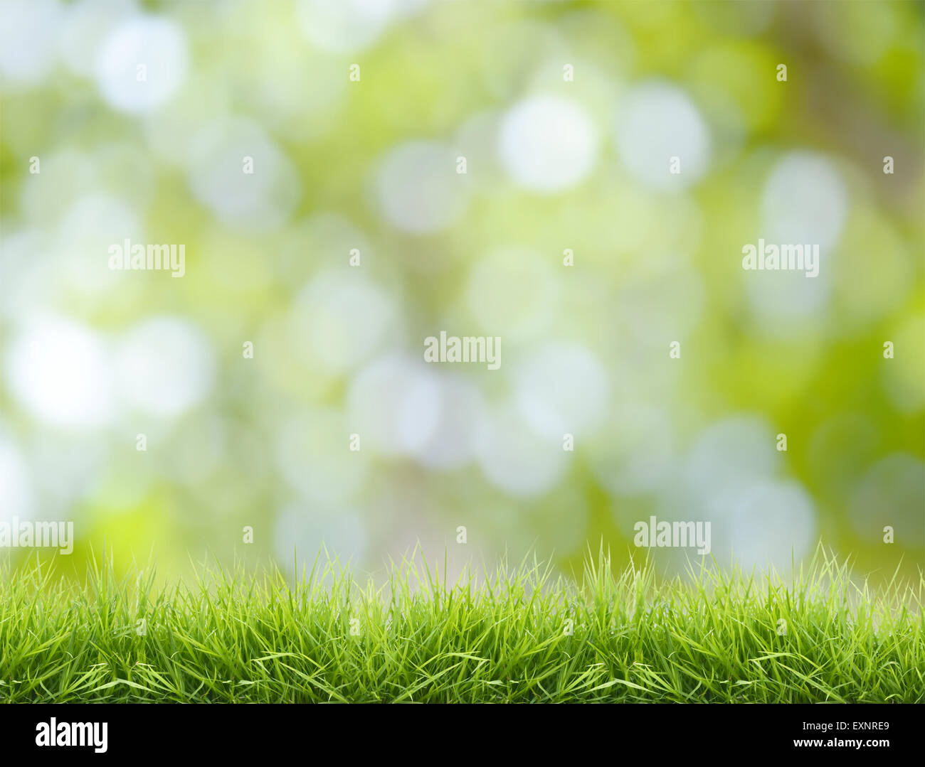 Green grass background grass hi-res stock photography and images - Alamy