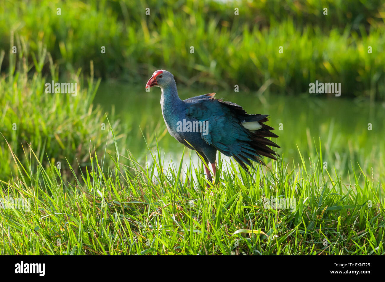 Indian purple Moorhen Stock Photo - Alamy