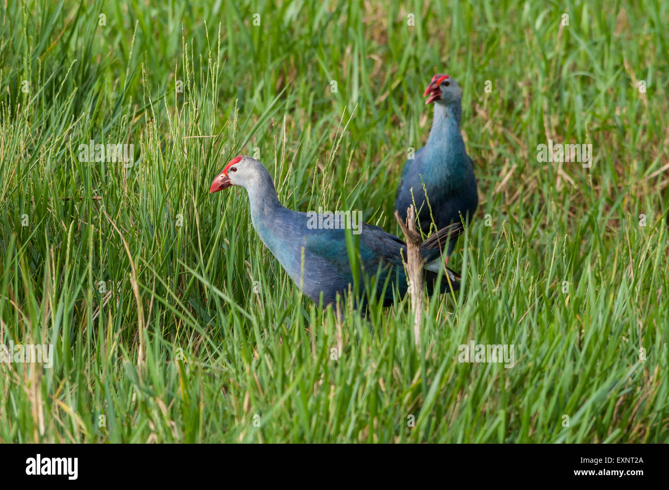 Purple moorhen in chilika hi-res stock photography and images - Alamy
