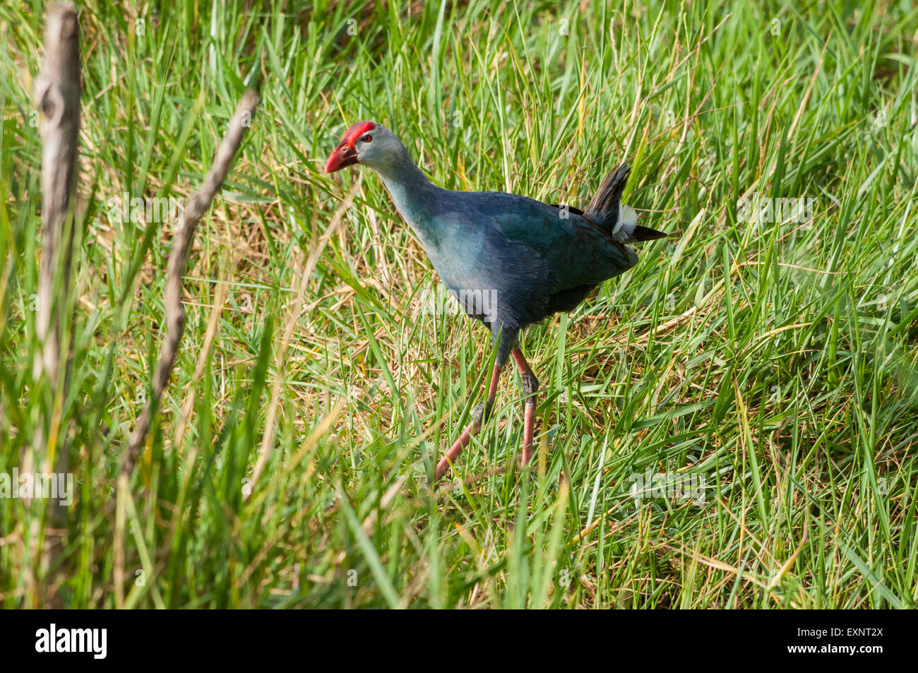 Indian purple Moorhen Stock Photo - Alamy
