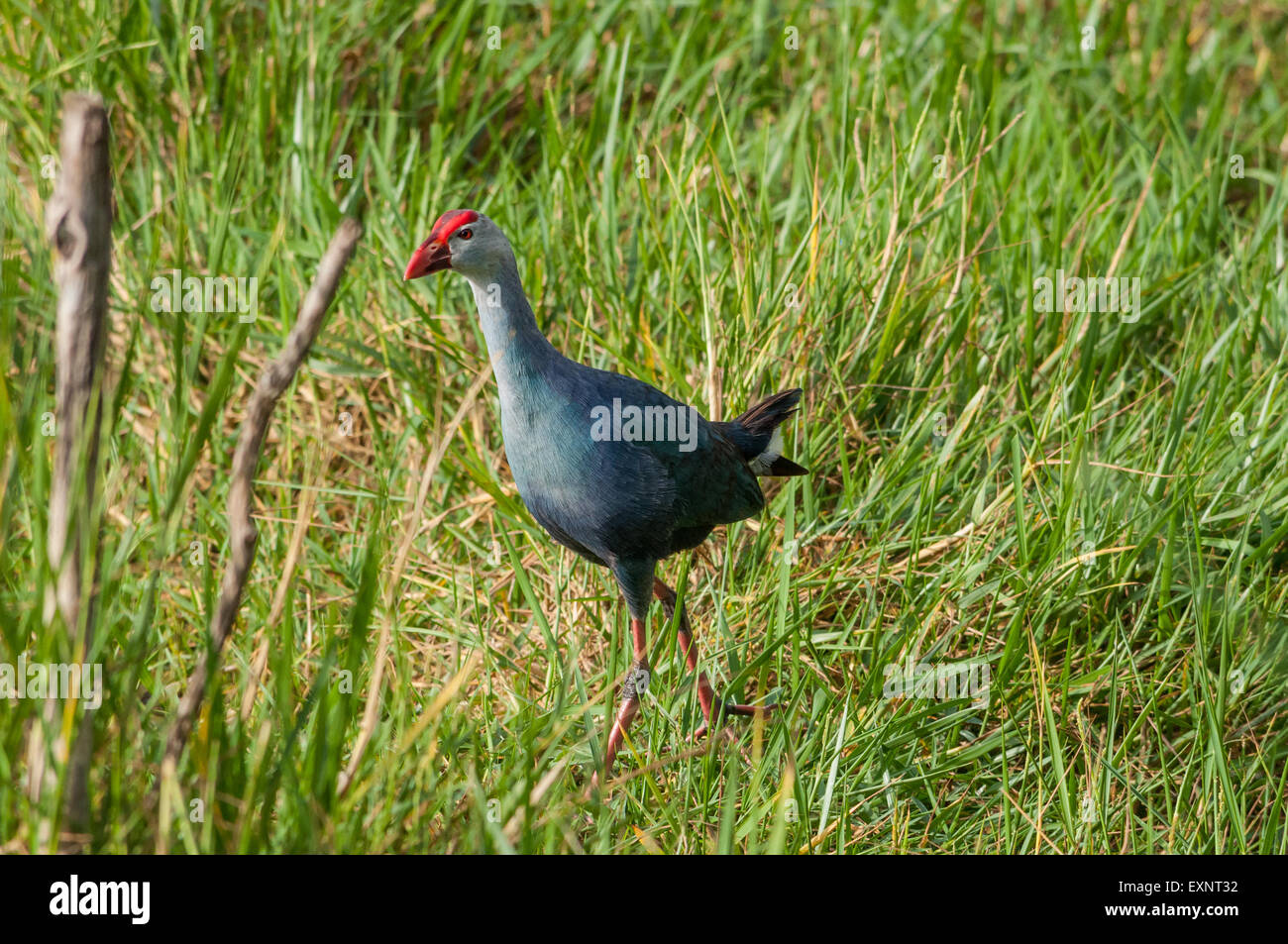 Purple moorhen hi-res stock photography and images - Alamy