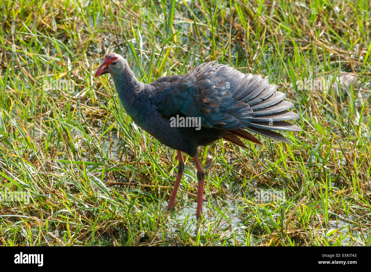 Purple moorhen hi-res stock photography and images - Alamy