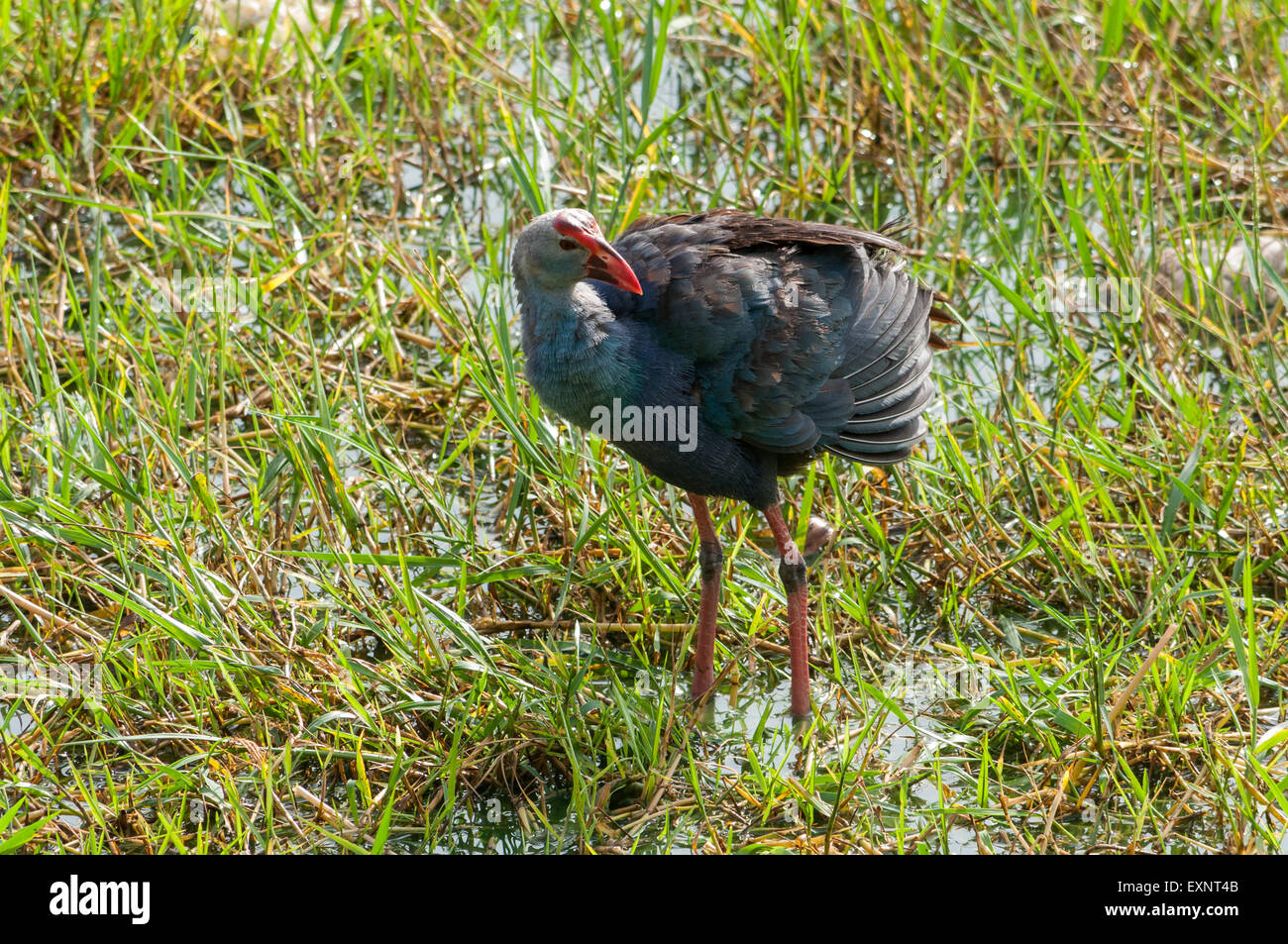 Purple moorhen hi-res stock photography and images - Alamy