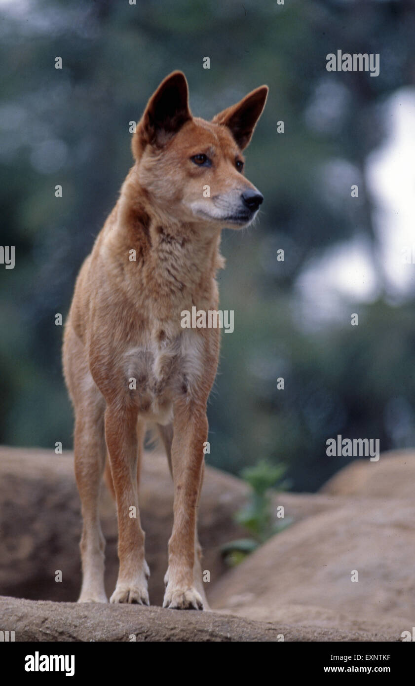 Endangered in nt hi-res stock photography and images - Alamy