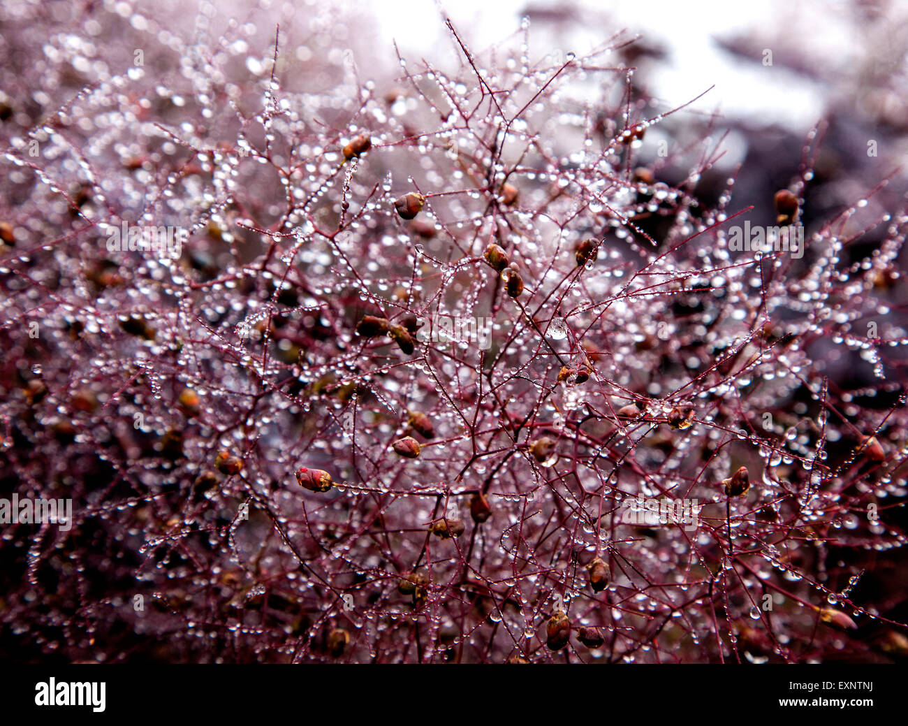 Fine rain drops on Cotinus Smoke Bush in Summer Stock Photo - Alamy