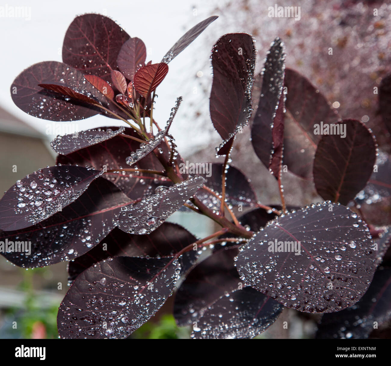 Fine rain drops on Cotinus Smoke Bush in Summer Stock Photo - Alamy