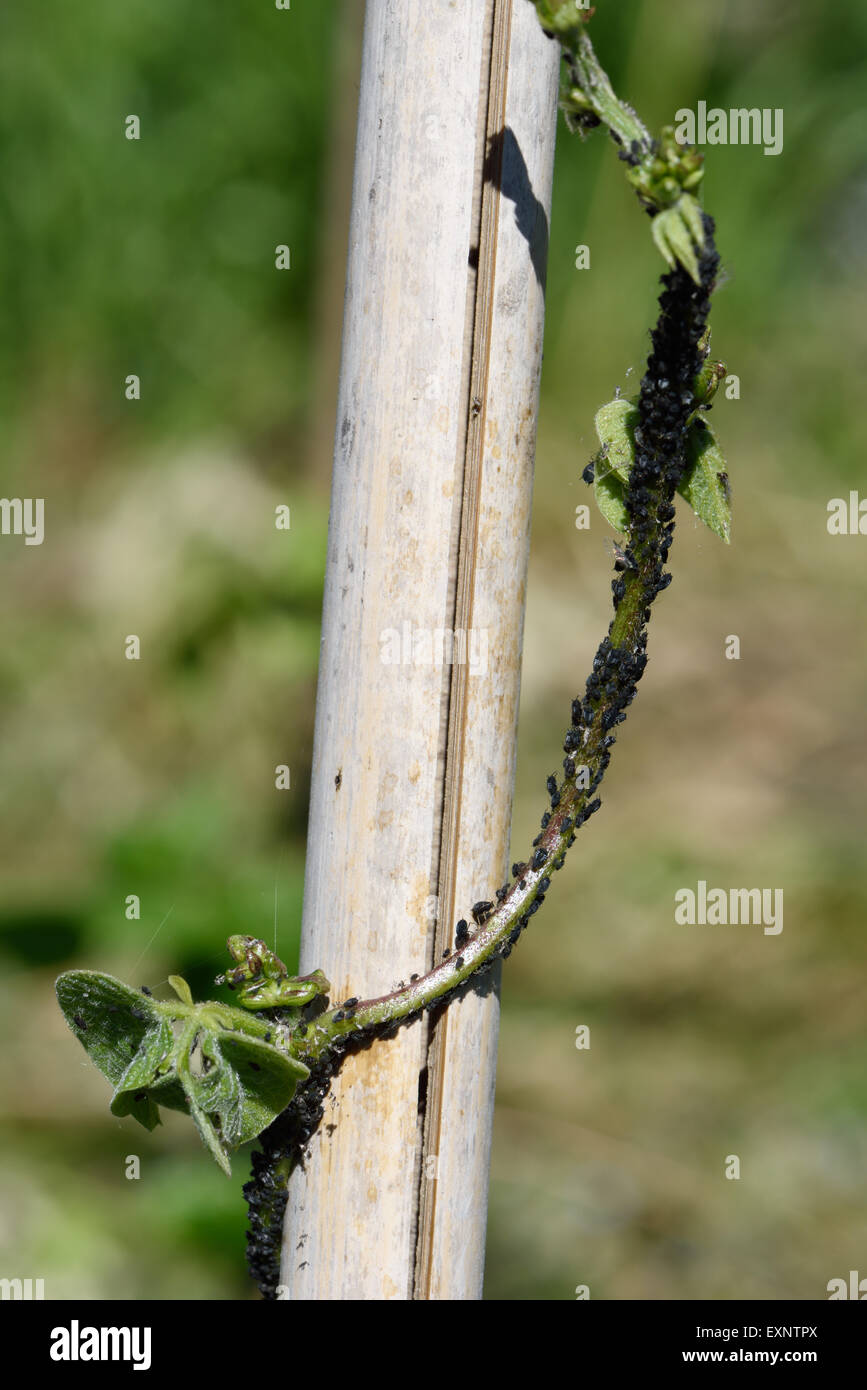 Black bean aphids, Aphis fabae, infestation on young runner bean stems ...