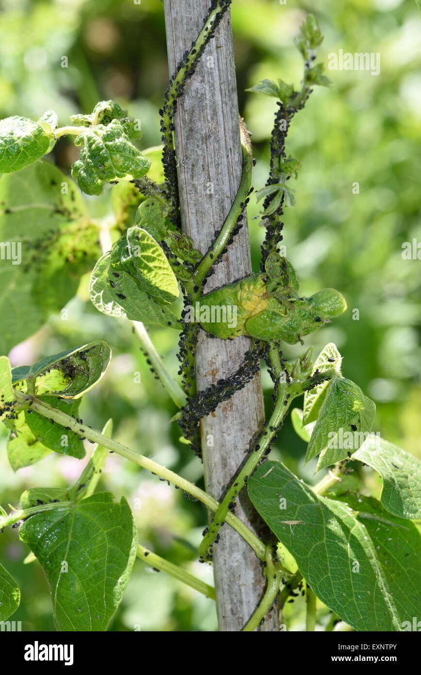 Black bean aphids, Aphis fabae, infestation on young runner bean stems ...