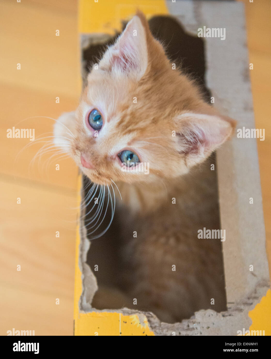 A young orange tabby cat with green blue eyes tucked inside a small ...