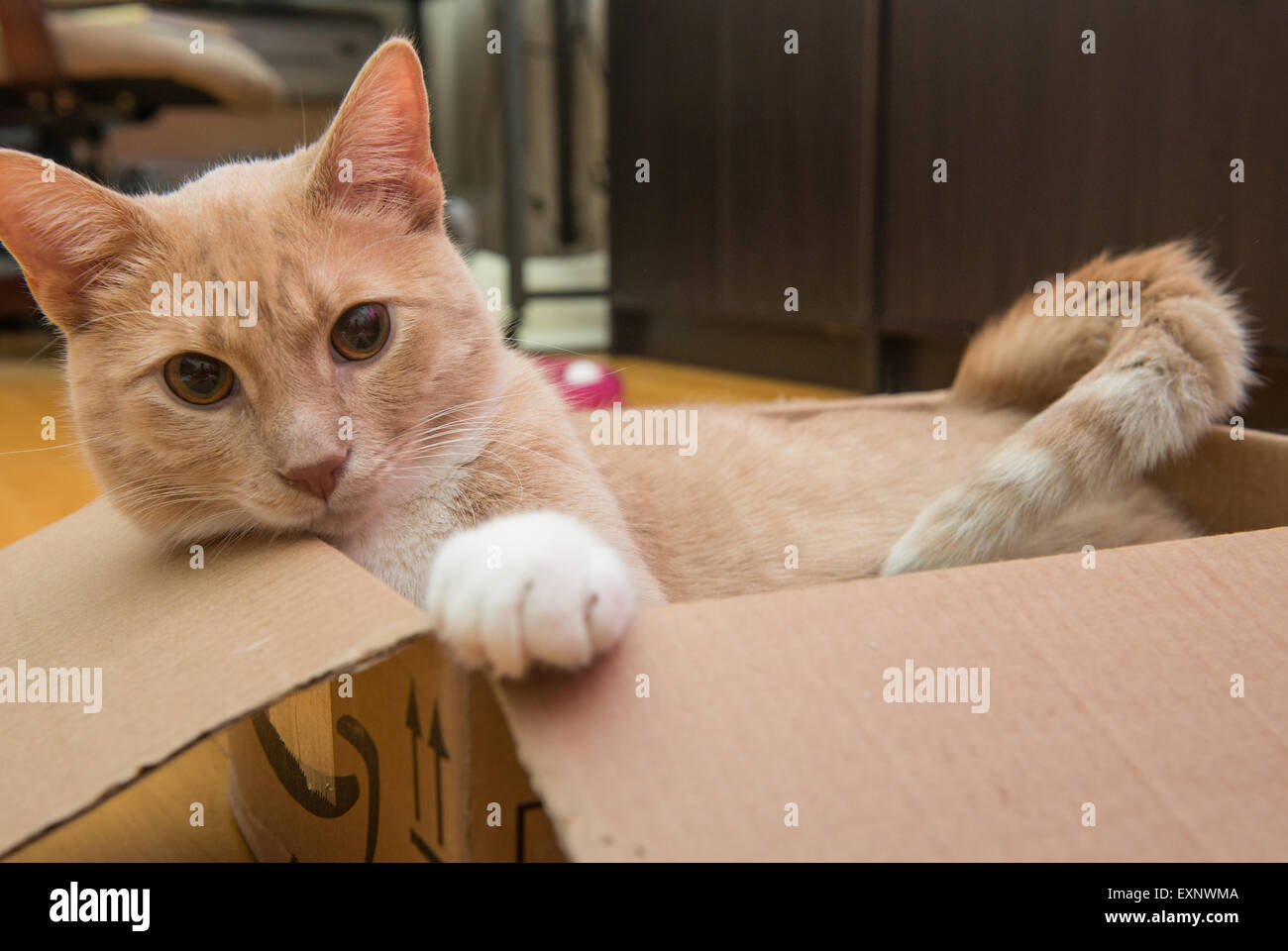 A buff, cream colored, or orange tabby cat sitting inside a box, with ...