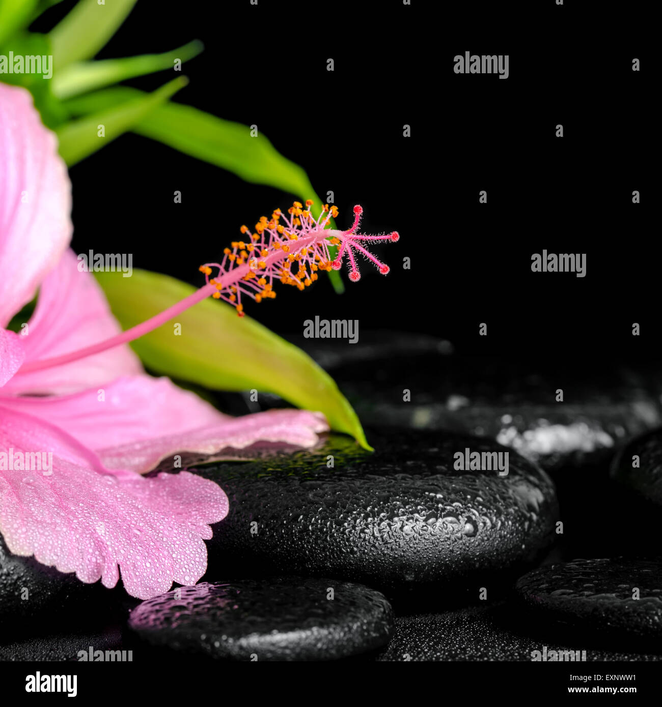 beautiful spa composition of pink hibiscus flower and twig bamboo on ...