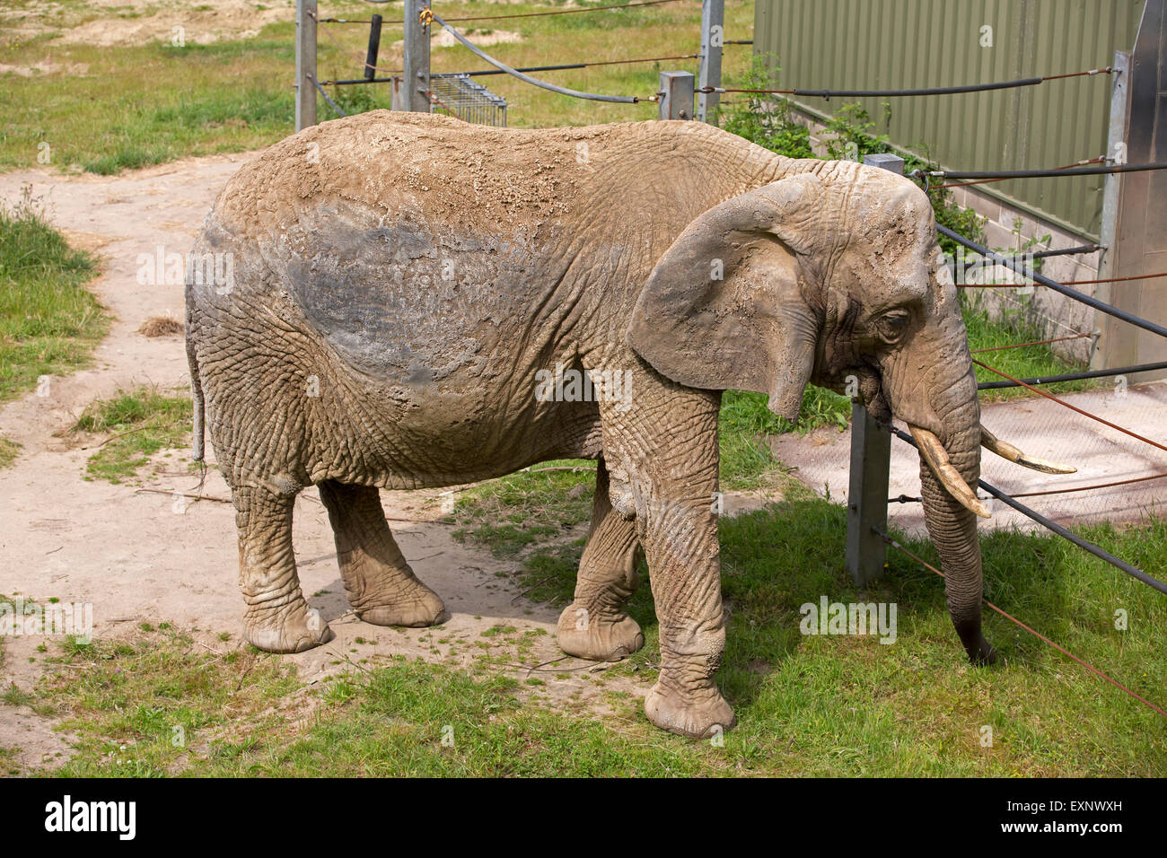Duchess an African Elephant at Paignton Zoo In Devon Stock Photo - Alamy