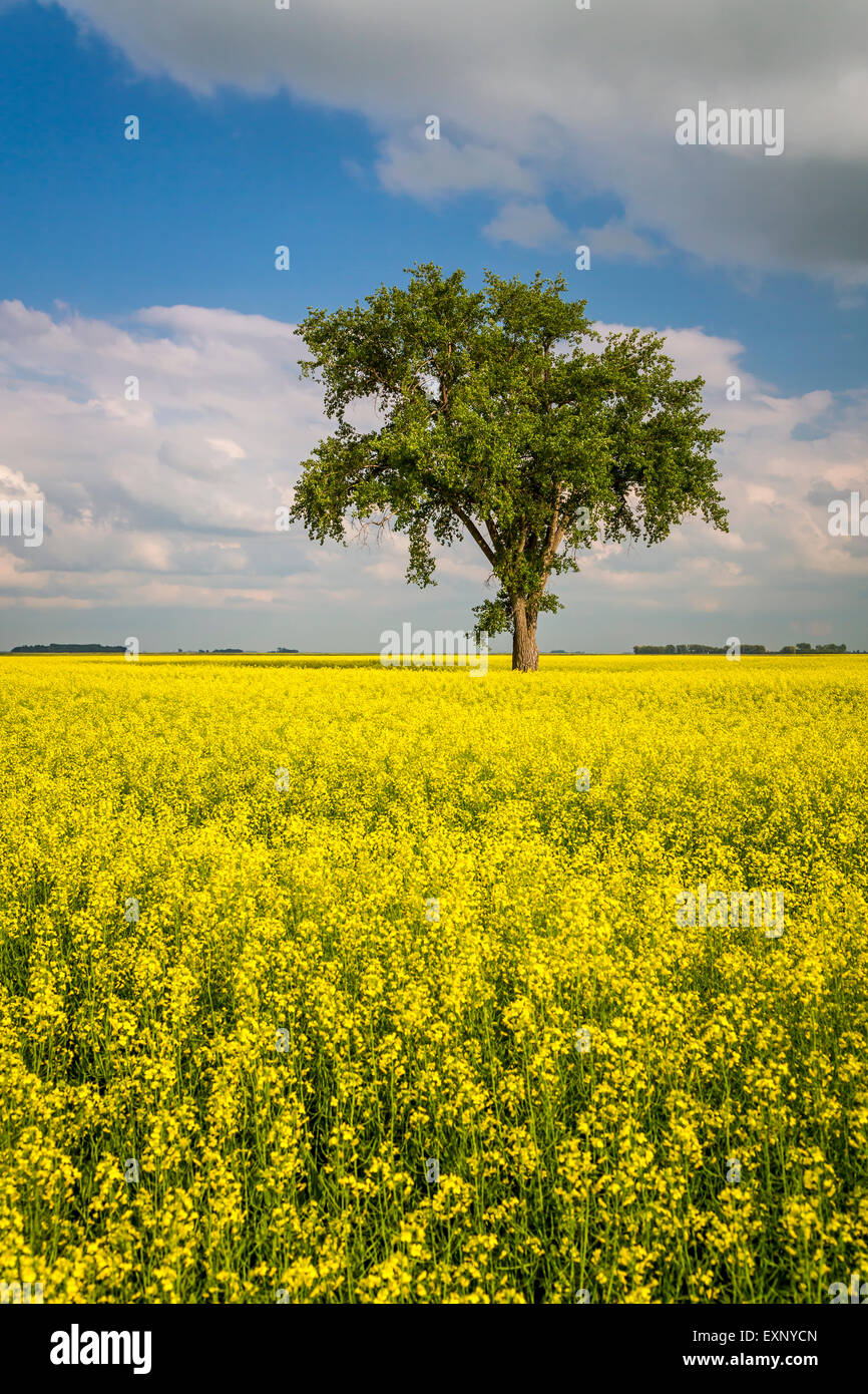 A lone tree in a blooming canola field near Myrtle, Manitoba, Canada ...