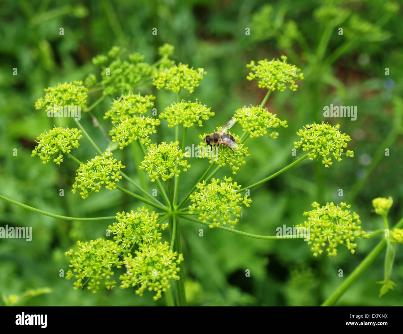Insects closeup collect nectar from flowers on a green lawn Stock Photo ...