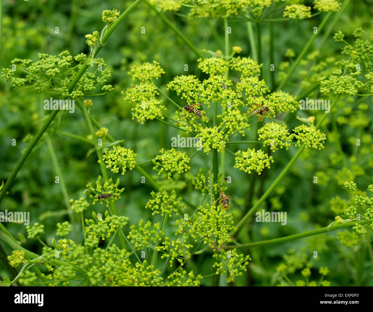 Insects closeup collect nectar from flowers on a green lawn Stock Photo ...