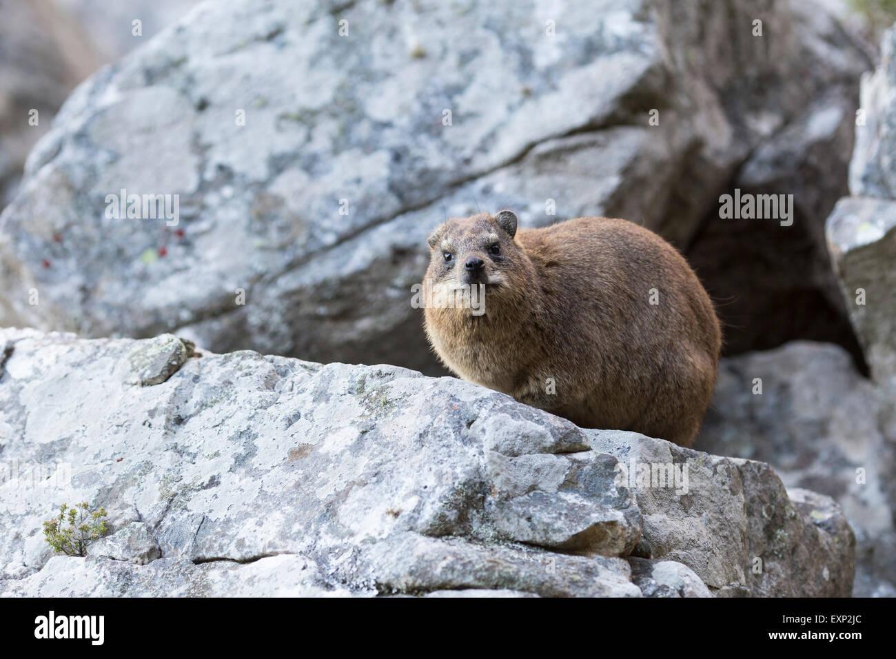 The top of Table Mountain , Cape Town. Dassie Stock Photo - Alamy